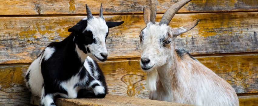 Spanish idioms: "Estar como una cabra" - El Rincon del Tandem Spanish ...